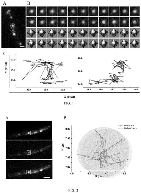 Recombinant Bacillus Subtilis And Use Thereof Eureka Patsnap