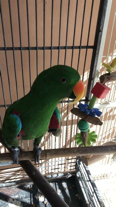 מירו הדייג אקלקטוס תוקי Youtube