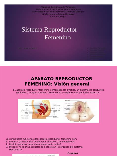 Anatomía Y Función Del Aparato Reproductor Femenino Pdf Epitelio