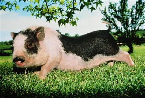 Pot Belly Pigs Life Span Farm House