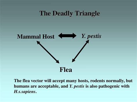 Ppt Pests Plagues And Politics Lecture 19 Powerpoint Presentation Id
