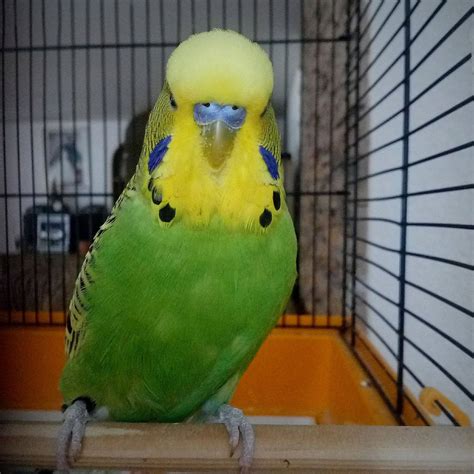 Andulka Pepíkhravýzvědavý Papoušek