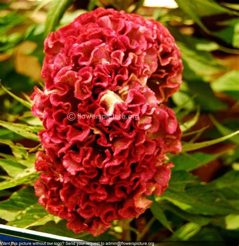 Cockscomb Red White Mixed Banglore Flower Show Jan 2013