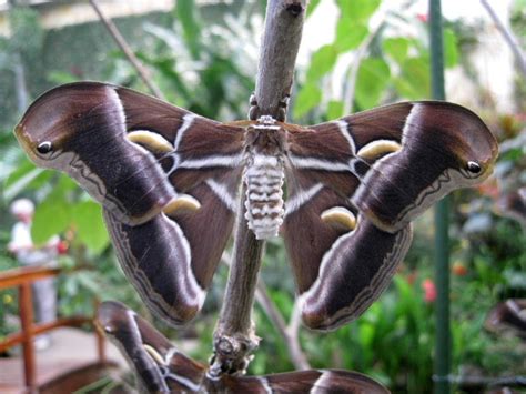 Eri Silk Moth