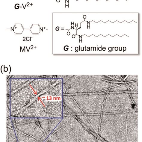 A Structures Of Glutamide G Viologen Modified G G V²⁺ And
