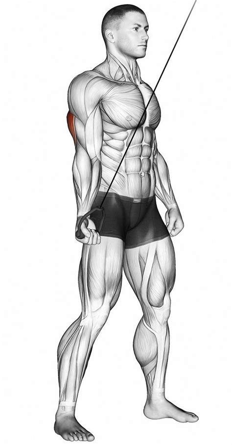 How To Cable Tricep Pushdown Variations Grips Benefits