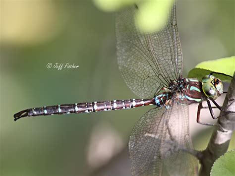 Shadow Darner