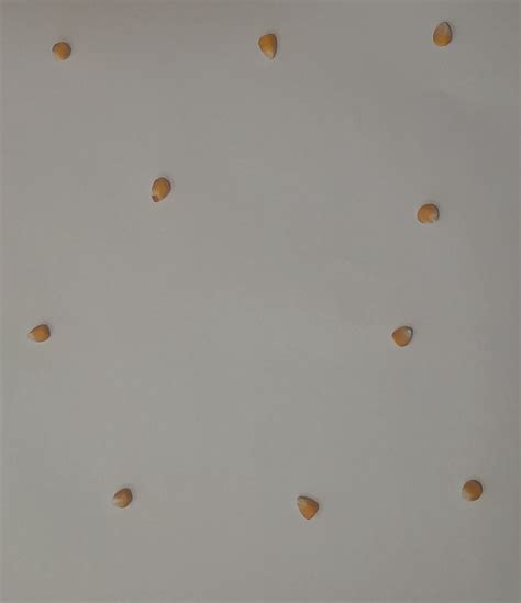 Corn Kernel Detection Object Detection Dataset And Pre Trained Model By