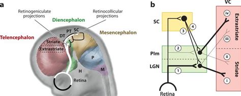 Primary Visual Cortex Awareness And Blindsight Pmc