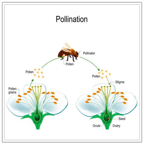 Cross Pollination And Its Importance Al Ardh Alkhadra