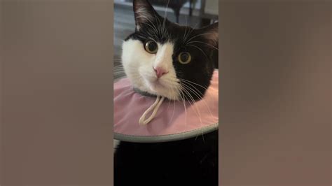 胖但夹夹子猫 Youtube