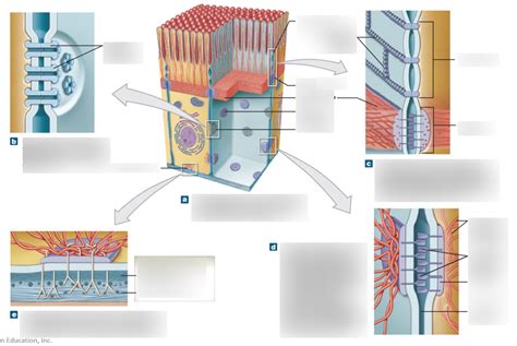 Intercellular Attachments Diagram Quizlet