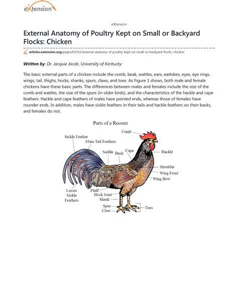 External Anatomy Of Poultry Kept On Small Or Backyard Flocks Chicken