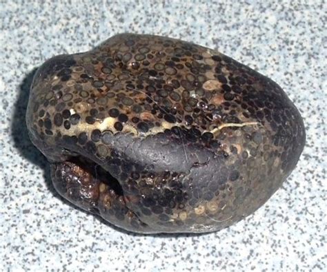 Discover The Formation Of Oolitic Limestone