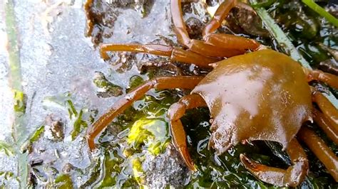 Snapshot Northern Kelp Crab Pacific Wonder Tracker