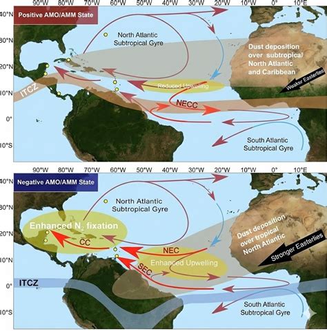 Solving The Mystery Of The Great Atlantic Sargassum Belt 5 Surprising