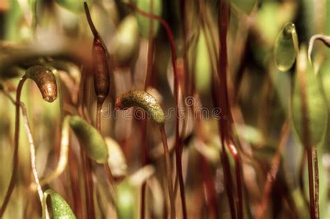 Macro Of Strange Small Vegetation Stock Image Image Of Freshness