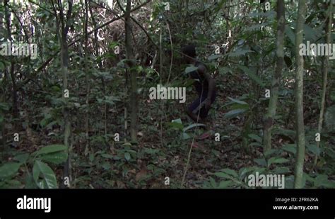 Baka Tree Stock Videos And Footage Hd And 4k Video Clips Alamy