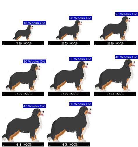 Bernese Mountain Dog Growth Chart Bernese Mountain Dog Weight Calculator