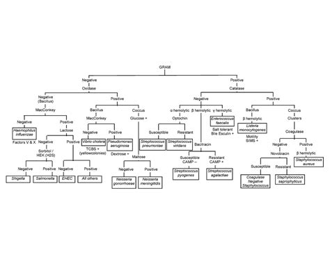Bacterial Flow Chart Gram Negative Positive Oxidase Catalase Negative Bacillus Positive
