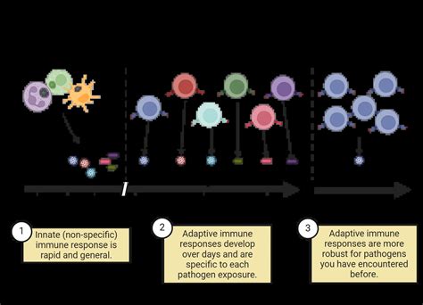 171 Cells And Messengers Of The Immune System Introduction To