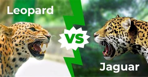 The Key Differences Between A Leopard And A Jaguar A Z Animals