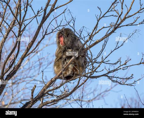 A Japanese Macaque Macaca Fuscata Sitting In A Tree In Shiga Kogen A