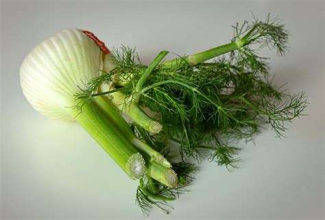 Fennel Learn About Nature