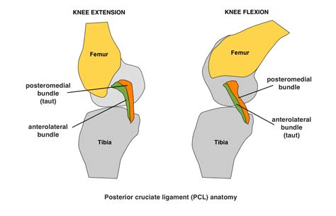Non Operative Treatment Of Pcl Injury Physiopedia