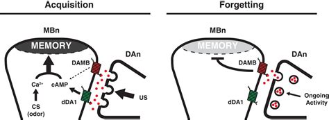 Functional Neuroanatomy Of Drosophila Olfactory Memory Formation