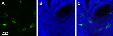 Chitin Is Present In The E Scolopes Light Organ Duct A Surrounding