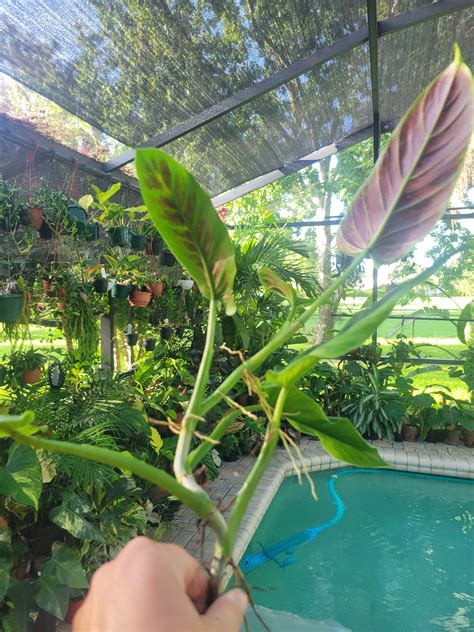 Philodendron Variegated Subhastatum Etsy