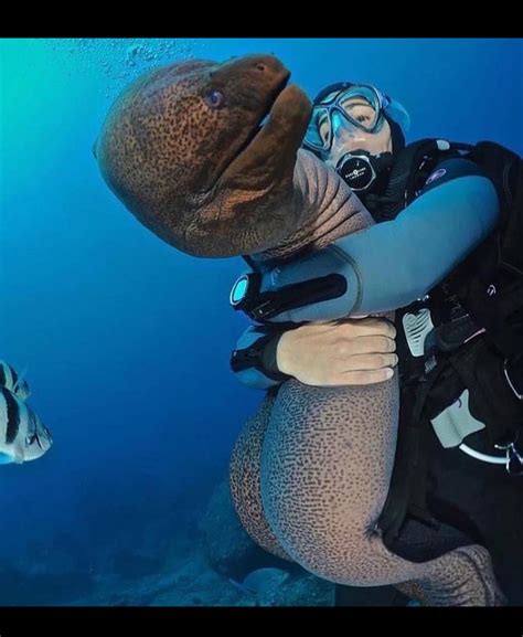 Cat Puppies Rabbitseels It Doesnt Matter This Is Basically My