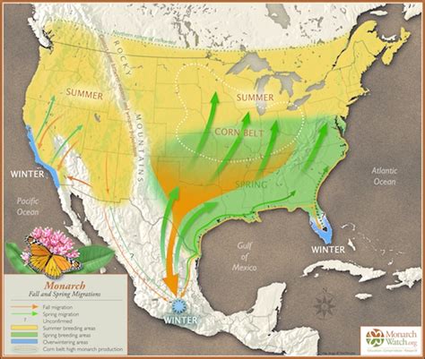 The Magnificent Monarch Migration One Earth Body Care