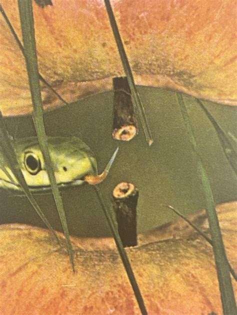 Sex And Original Ignorance Rnonduality