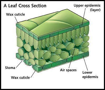 Plant Cuticle Alchetron The Free Social Encyclopedia