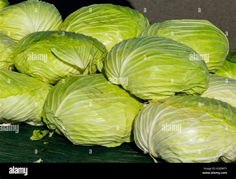 What Does Flat Cabbage Look Like At Bruce Macias Blog