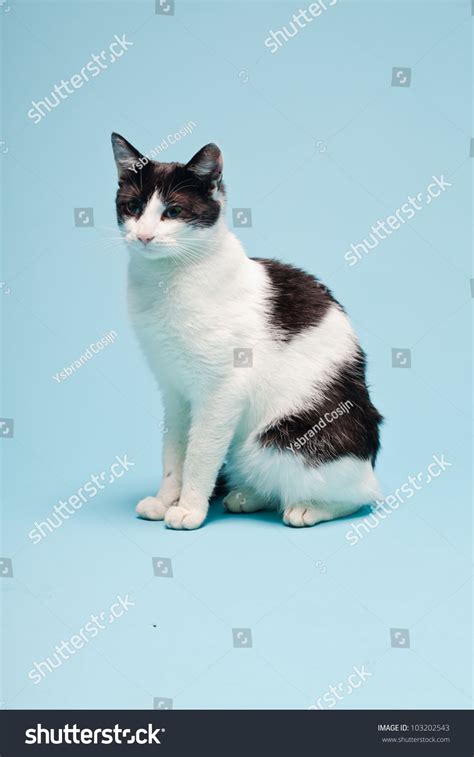 White Cat With Black Patches