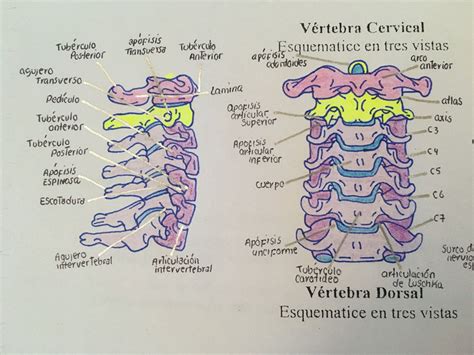 Vertebra Cervical Lateral Y Anterior Anatomía Vértebra Cervical Anatomia Dibujo