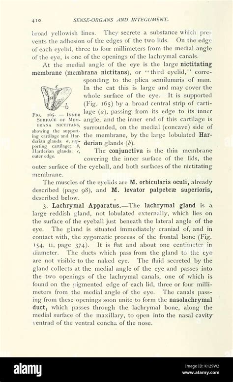 An Anatomical Illustration Of A Cat Featured On Page 410 Of The Bhl