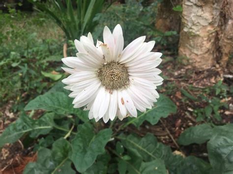 Premium Photo Pure White Natural Flower Nature Floral