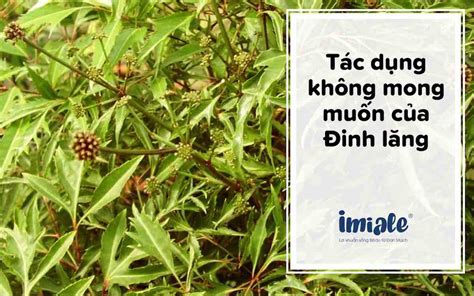 Đinh Lăng Vị Thuốc Quý Ngay Trong Vườn Của Bạn