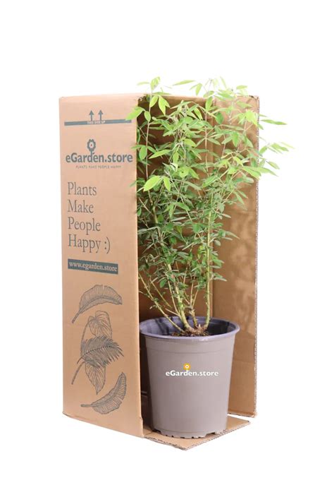 Lespedeza Thunbergii Vivaio Online Egarden