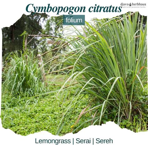 Cymbopogon Citratus Lemongrass Fever Grass Pure Extract 120 Capsules Herbal Supplement Etsy