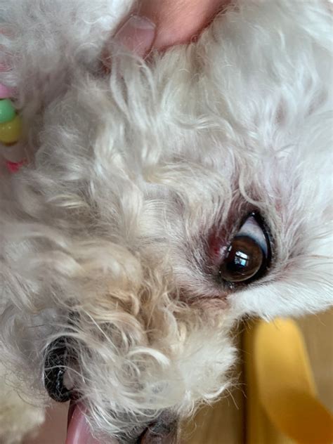 강아지눈다래끼 지식in