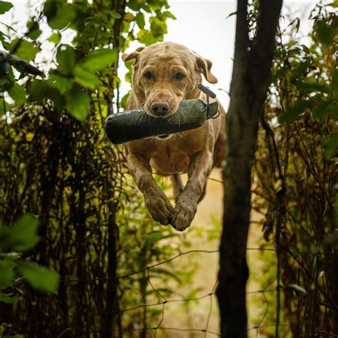 Jakthund Golden Retriever Til Jakt Guide Til Jaktgolden