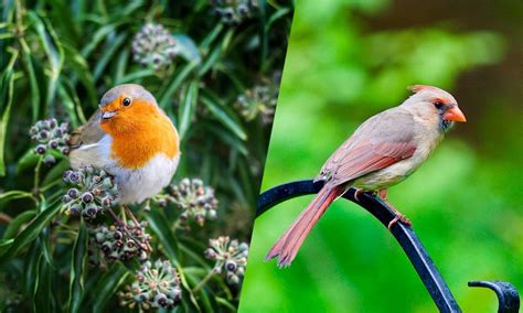 Wildlife Page 13 Of 14 World Birds