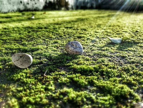 Premium Photo Surface Level Of Grassy Field