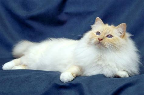 Birman Cat Club Of Canberra Inc Chat Sacre De Birmanie Beaux Chats