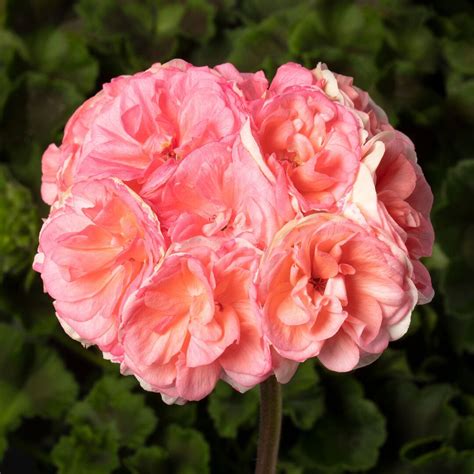 Rosenpelargon Stickling 3 Pack Pelargon